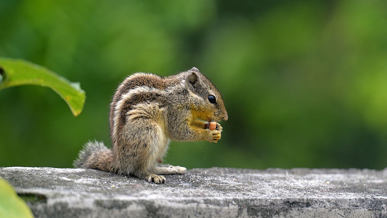 Going nuts: Squirrels 'take over' California park