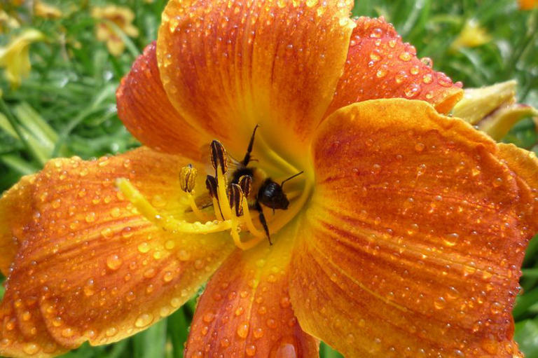 Secret Cornish garden with rare flowers to open for two weeks only