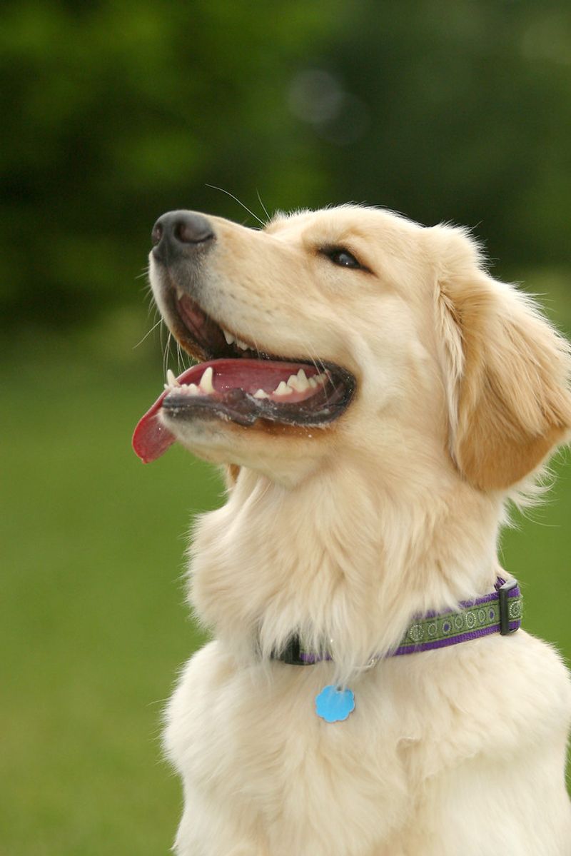 12 cheerful dog breeds that spread happiness – plus 3 that prefer a ...