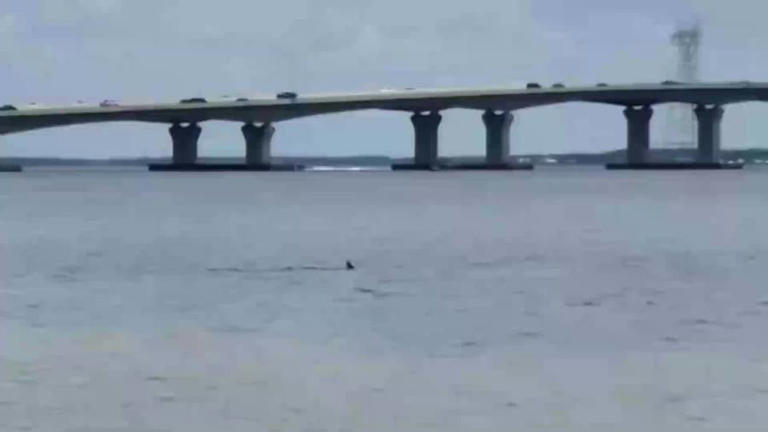 Sharks spotted in Florida bay after attack