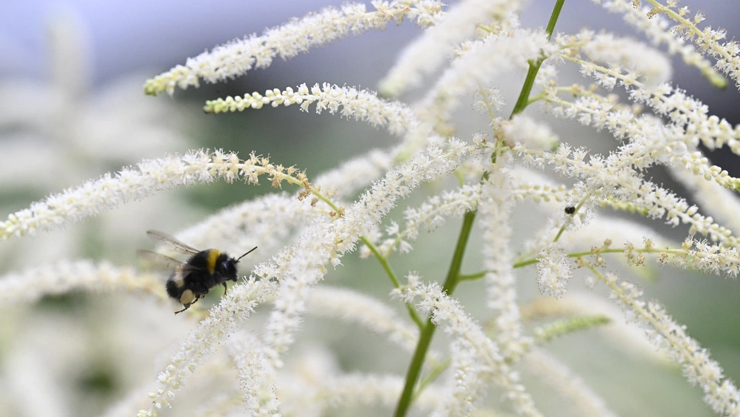 Bumblebees show spontaneous tool use rivaling primates