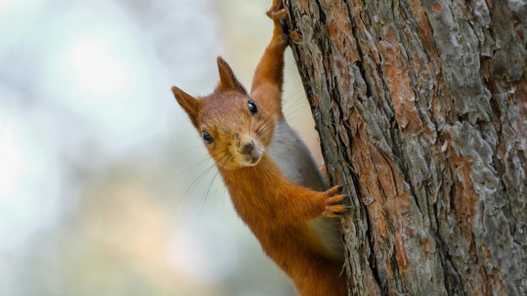 Use old milk jugs to DIY a better solution that keeps squirrels out of ...