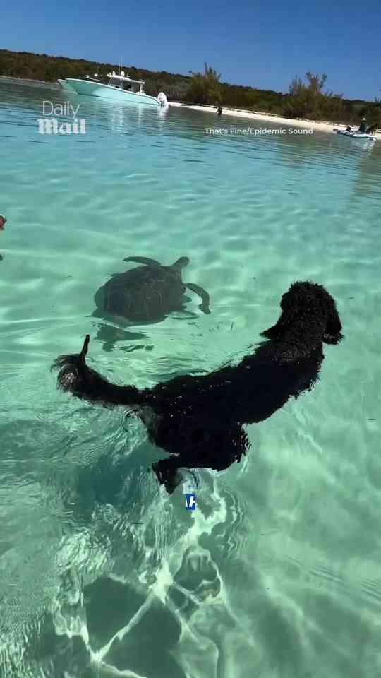 Puppies and sea turtle strike up an unexpected friendship