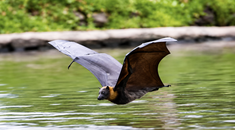 They found the biggest bat in the world
