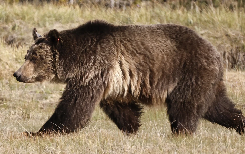 Hiker's quick reaction may have prevented fatal grizzly attack