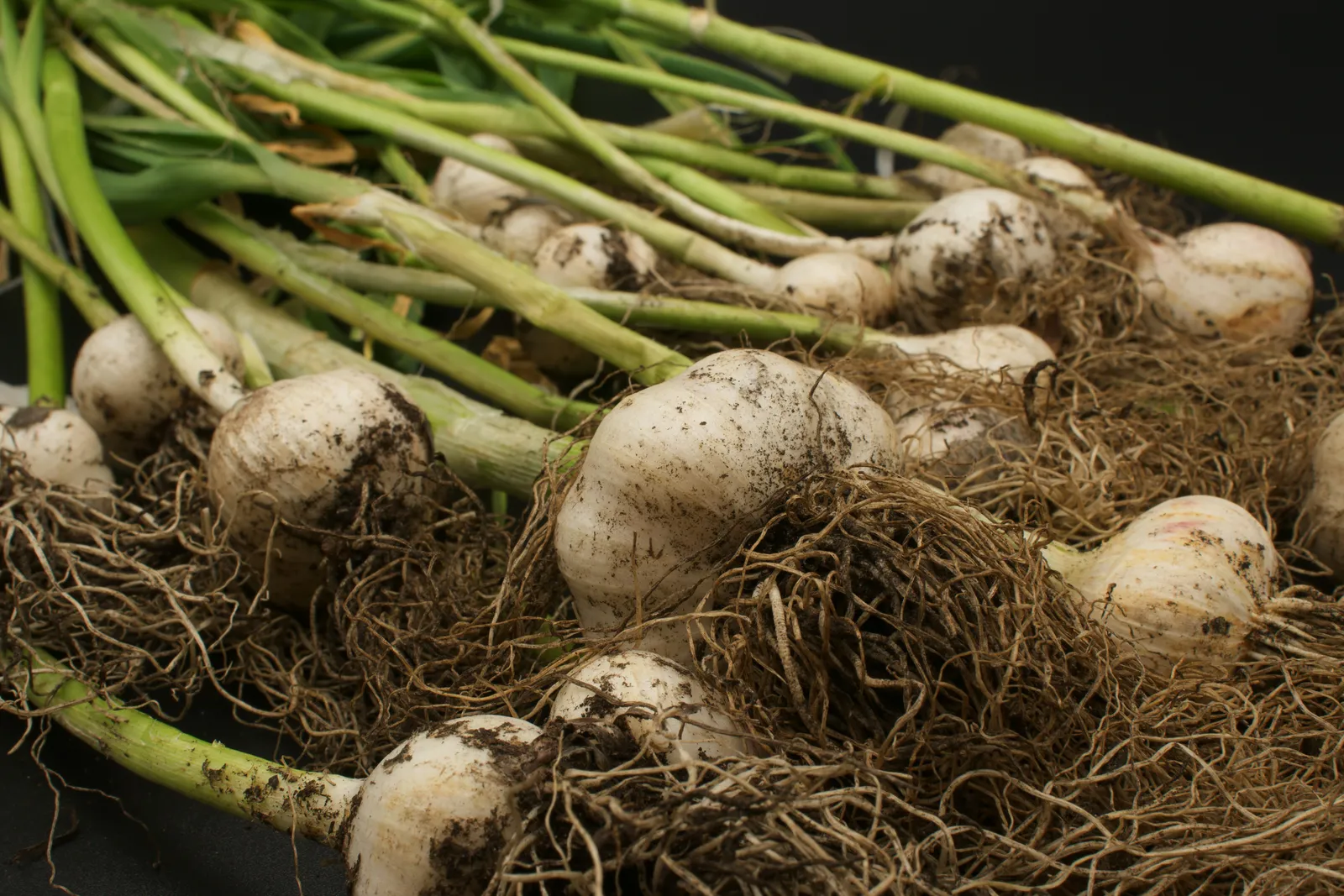 Best way to store your garlic to stop it sprouting
