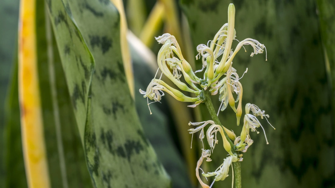 Snake plant care made simple for happy leaves