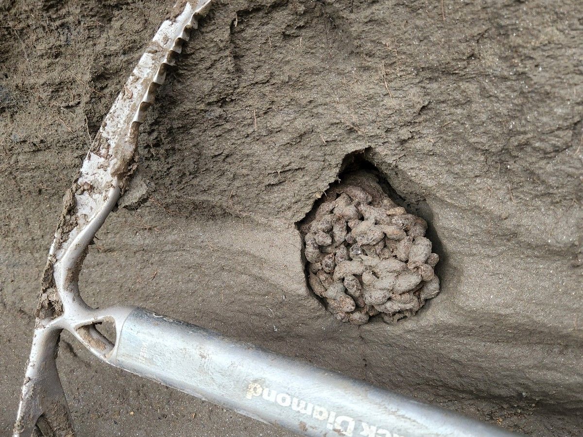 BC researchers discover 'treasure trove' of Ice Age DNA in ancient ...