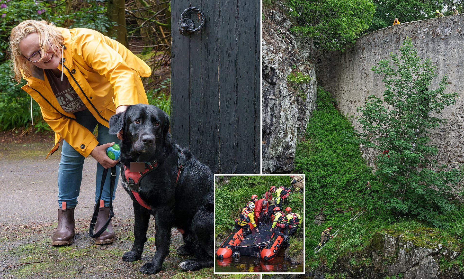 Dog somehow dodged death after it survived a horror 50ft plunge from a ...