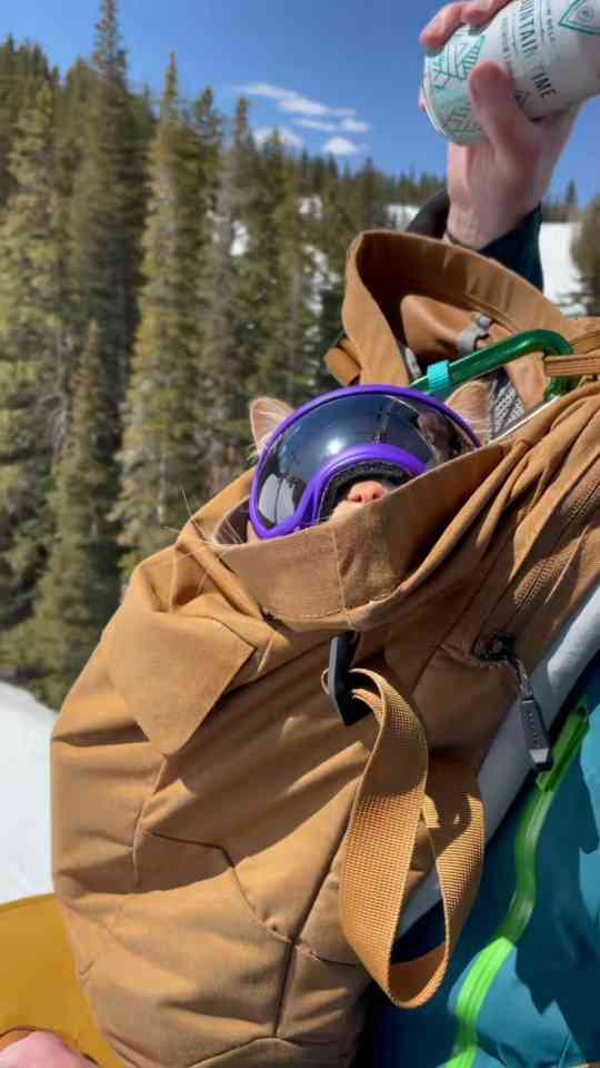 Chairlift naps with a view