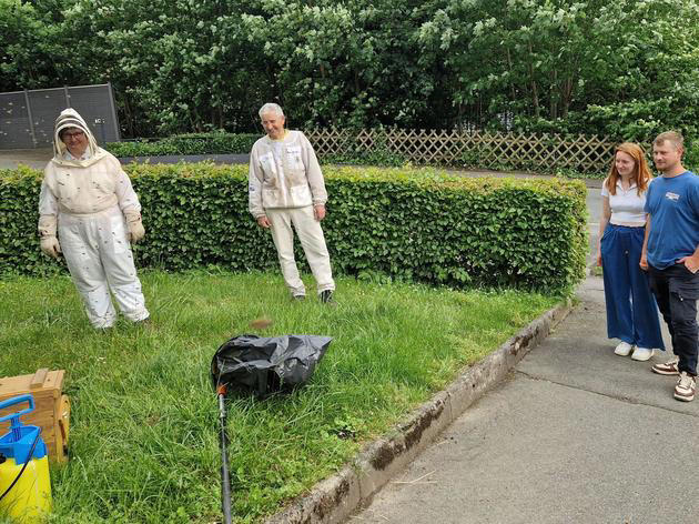 Bienenschwarm in Grünanlage: Imker fangen 3000 Tiere aus Busch