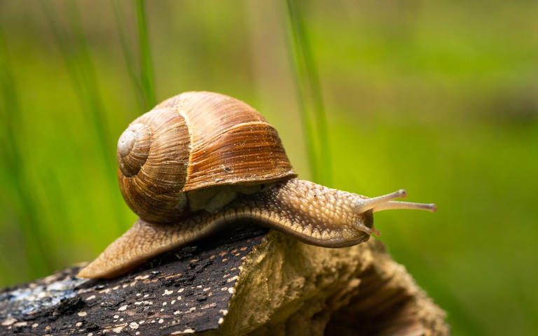 Council pulls snail racing event and apologises after activists express ...