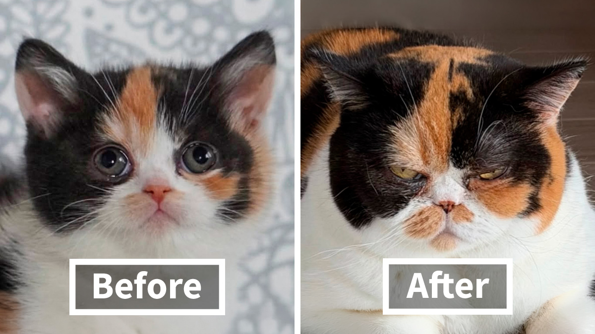 Feline transformations: 25 cats as kittens and adults