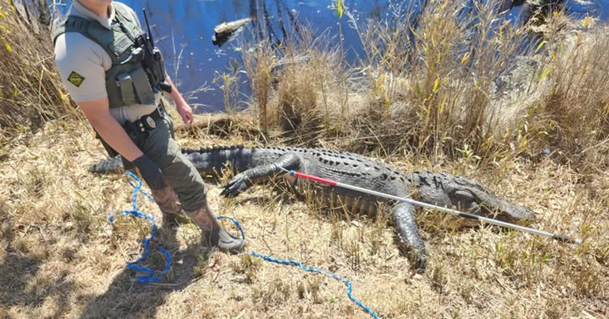 North Carolina man fined $2,200 after shooting 12-foot gator multiple ...