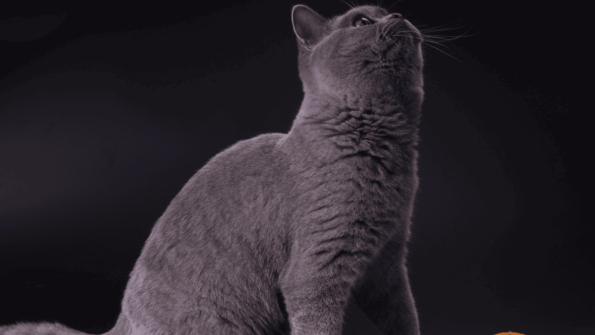 5 mistakes that almost all owners make with their cats and almost never ...