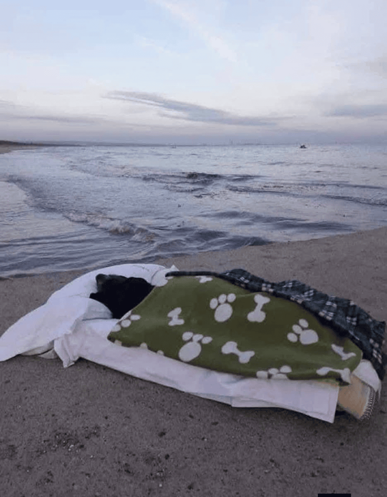 Man takes his sick dog to see the sea one last time, touching thousands