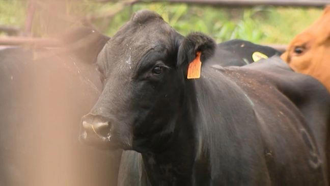 Flesh-eating parasite raises concerns for Texas livestock and pets