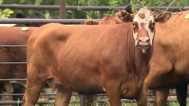 Flesh-eating parasite raises concerns for Texas livestock and pets