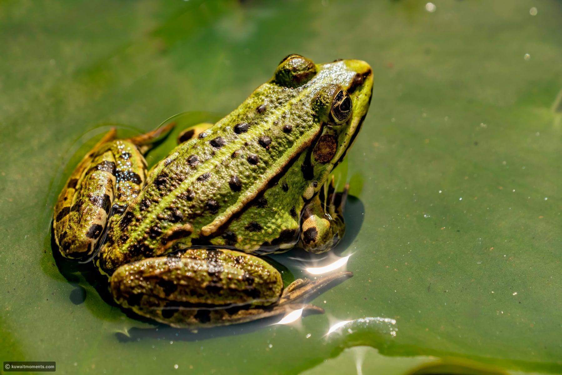 Interesting wildlife facts you might not know