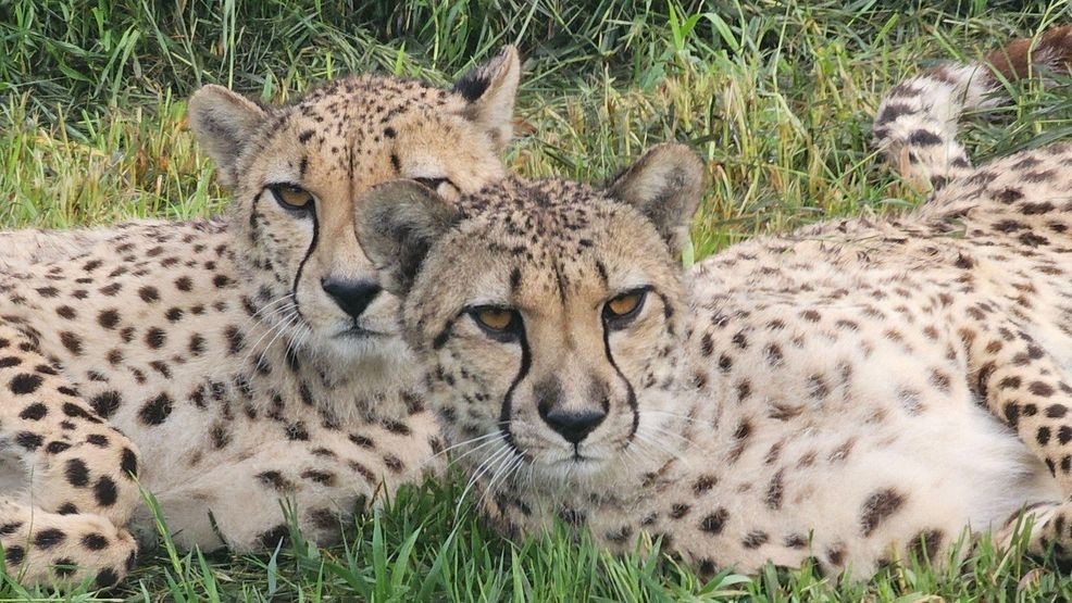Little Rock Zoo says four adolescent cheetahs arriving this month need ...
