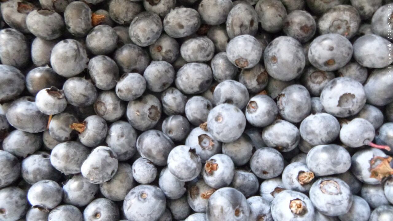 North Carolina Blueberry Festival offers two days of food, music and ...
