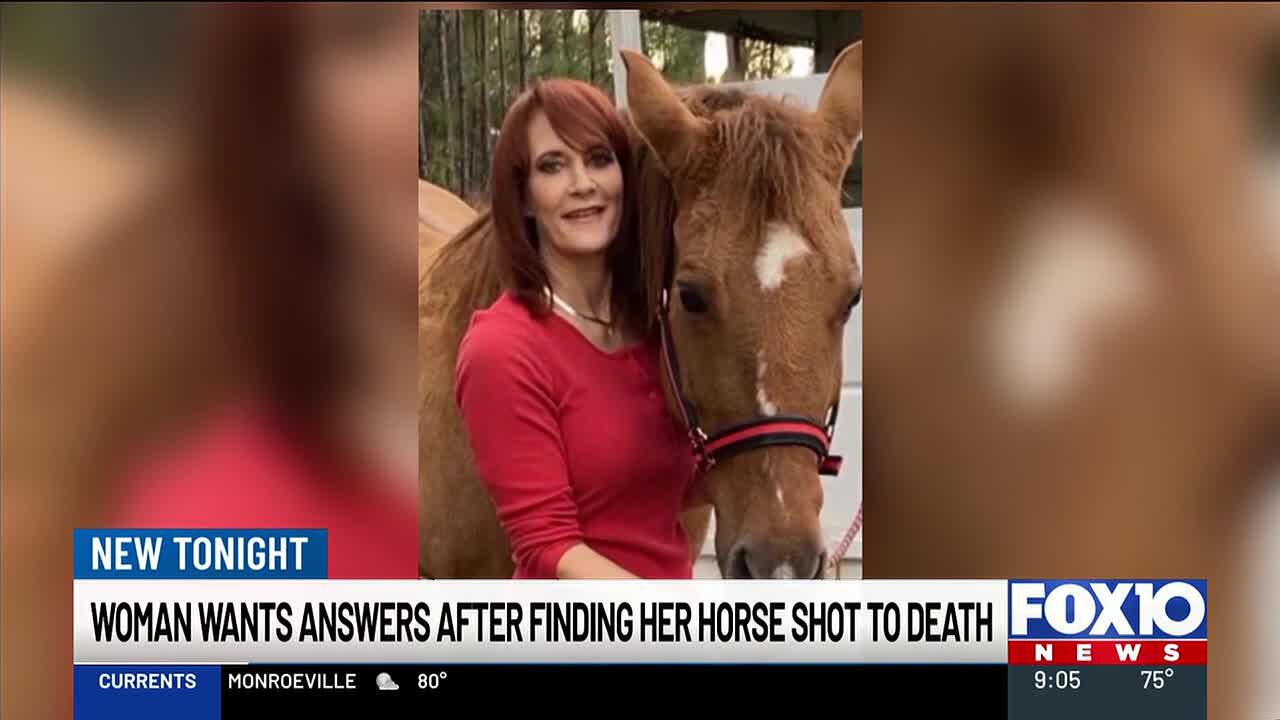 ‘I’d like to know why:’ Horse found dead, shot eight times