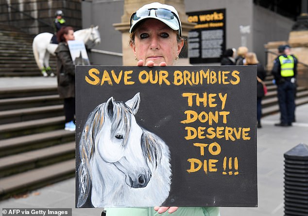 Australia will begin culling thousands of wild horses this week
