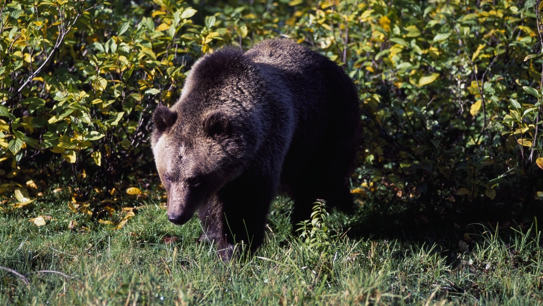 Hiker's quick reaction may have prevented fatal grizzly attack