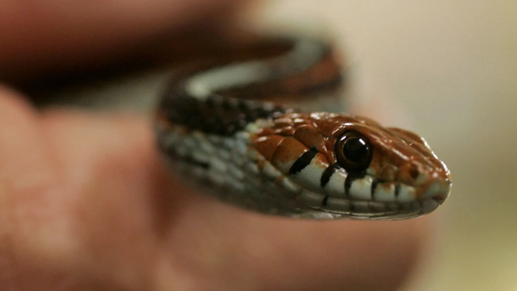 Rare snake sightings and viral predator clash highlight human-wildlife ...