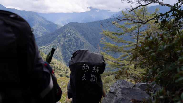 Finding and saving the world's biggest trees before they disappear