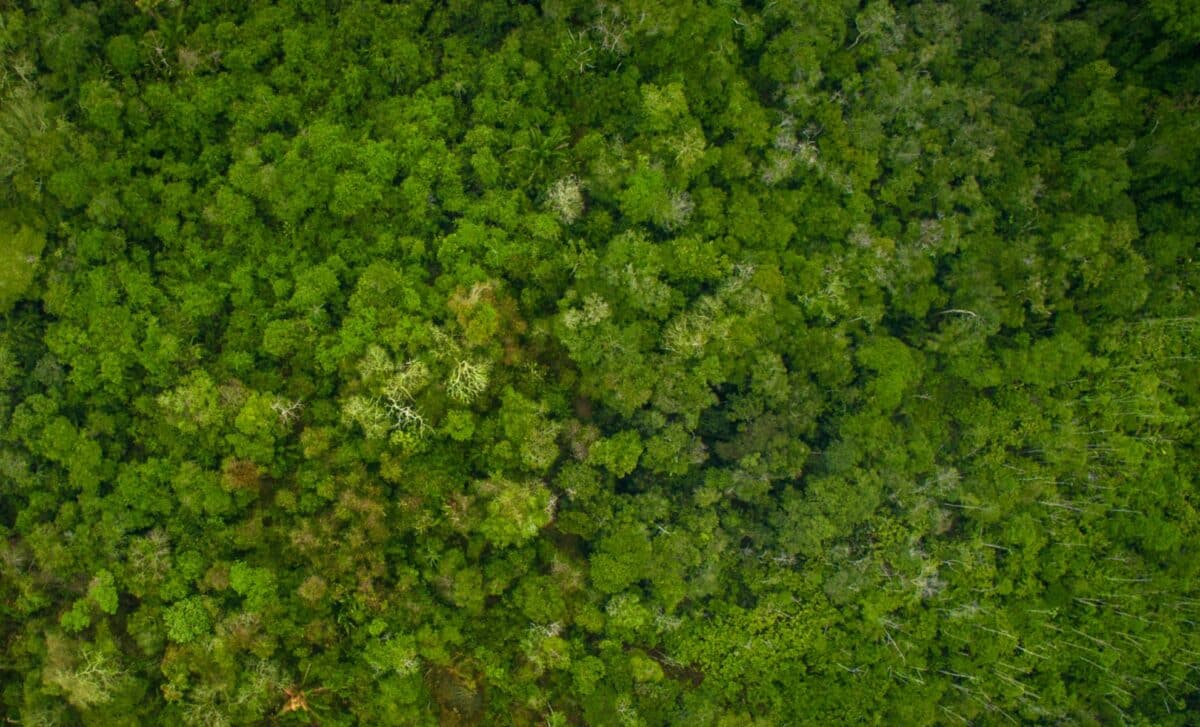 Ancient pyramids, roads, and cities found under the Bolivian forest ...