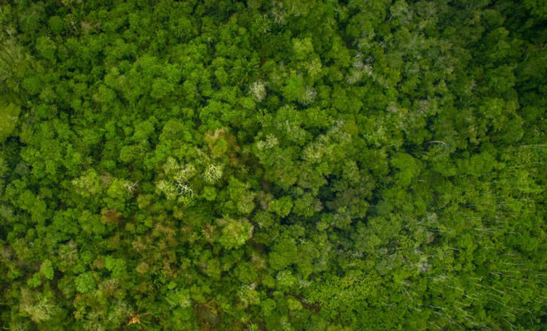 Ancient pyramids, roads, and cities found under the Bolivian forest ...