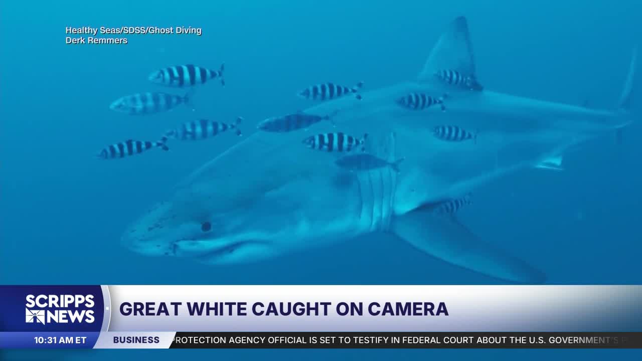 Great white shark spotted in Mediterranean Sea