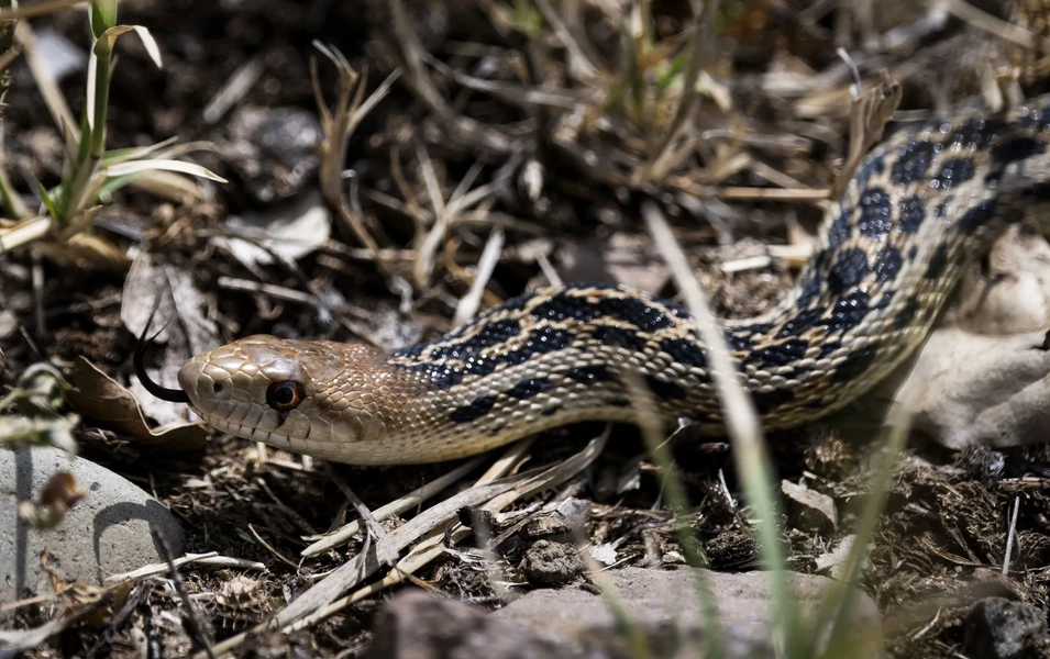 Rare snake sightings and viral predator clash highlight human-wildlife ...