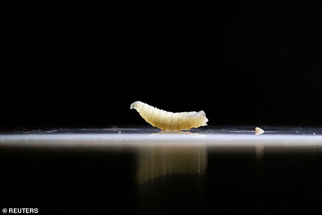 Invasion of flesh-eating parasites triggers quarantines in multiple US ...