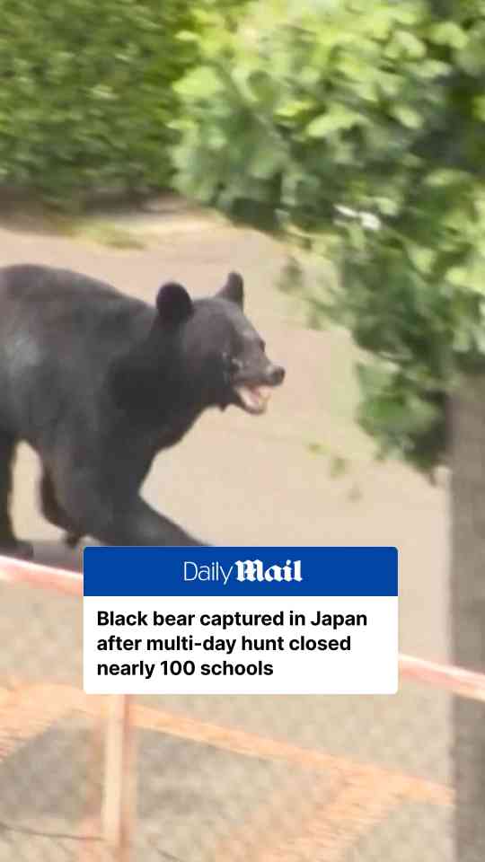 Black bear captured after search disrupts schools in Japan