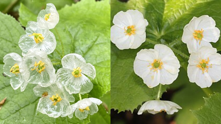 This rare flower in Japan turns completely transparent when it rains ...