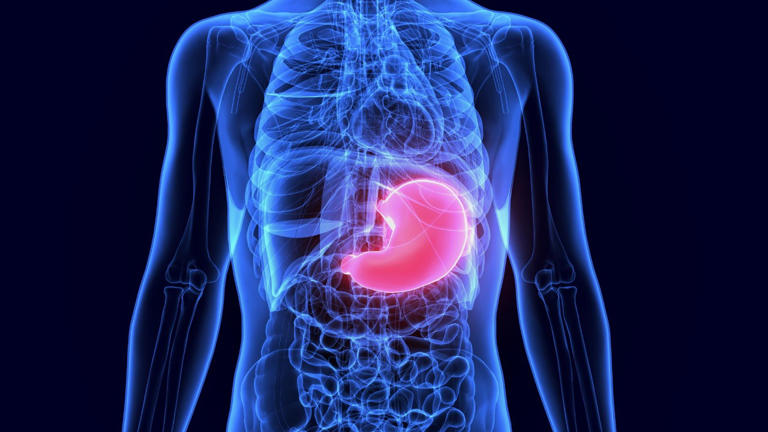 Your stomach regrows its inner lining every few days so acid cannot ...