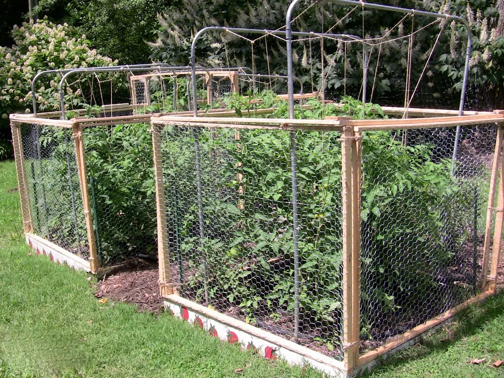 Most effective way to protect your tomato plants from pests without ...