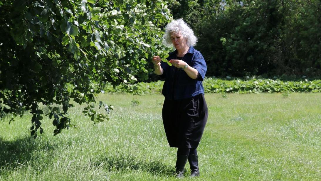 Value of trees in council's healthy spaces plan