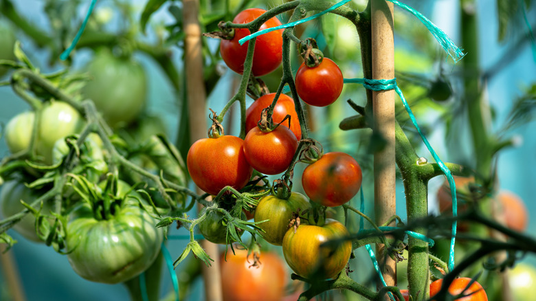 Protect your tomatoes from wildlife pests with a DIY solution every pet ...