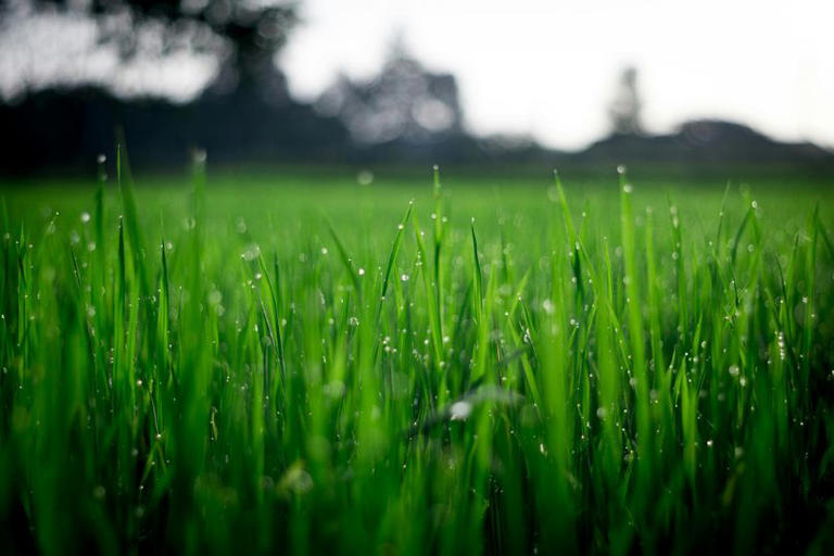 Four 'essential' things to do before cutting grass after wet weather