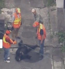 Finally, the bear that caused panic in Utsunomiya has been captured