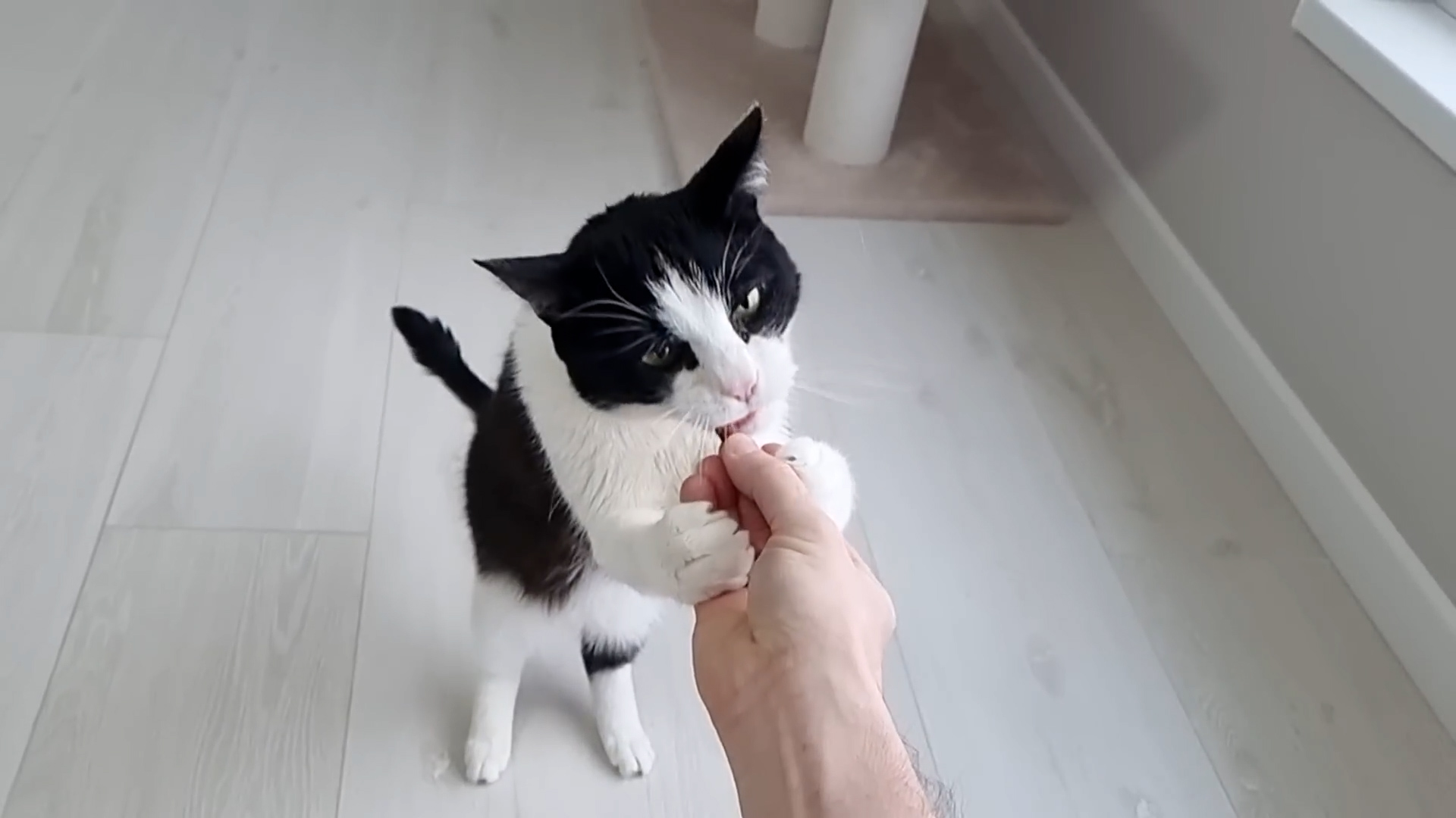 Why is this cat holding on so tight?