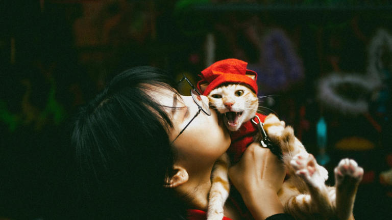 The science behind why cats choose one favorite person