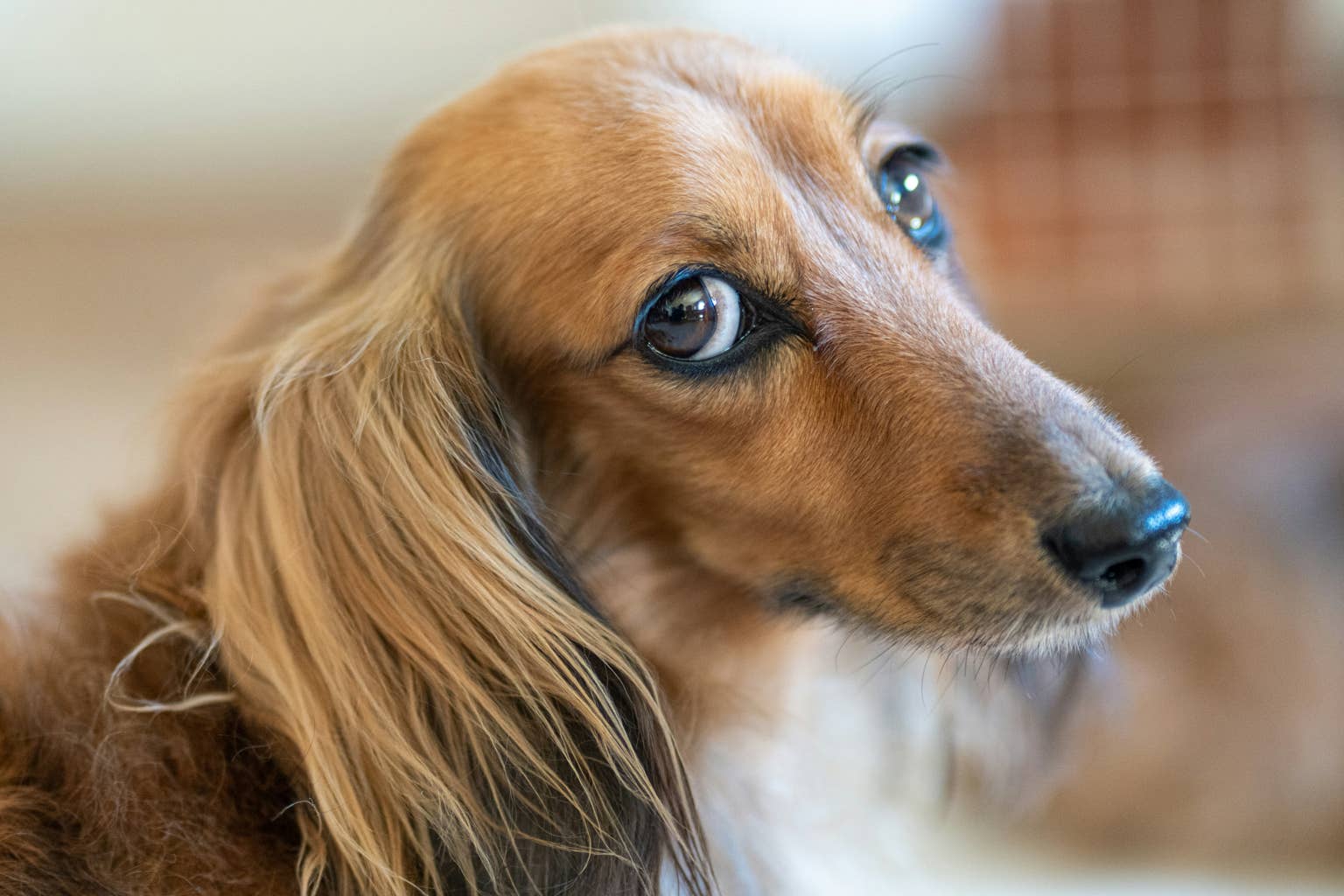 What are whale eyes in dogs? Vets explain this important warning sign