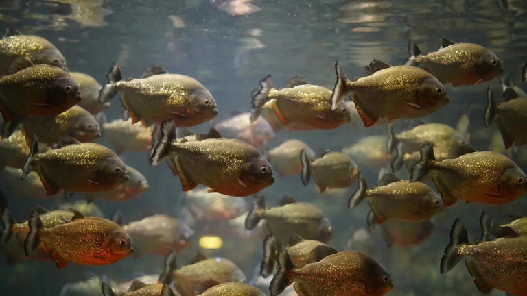 100,000 years without males: The female fish that outsmarted extinction ...