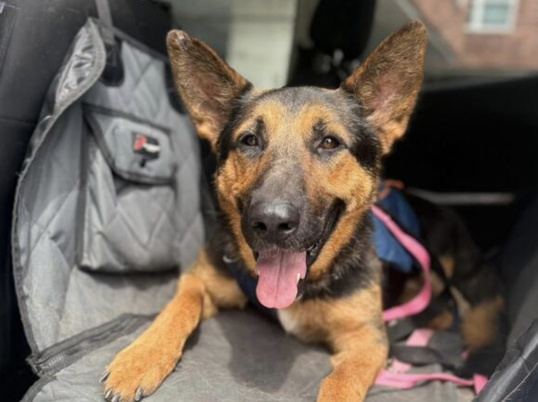 Please don't let Gunner go back: This sweet tripod dog urgently needs a ...