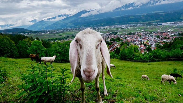 Austria, pecore con la "cotta di maglia" anti-lupo: l’invenzione divide ...