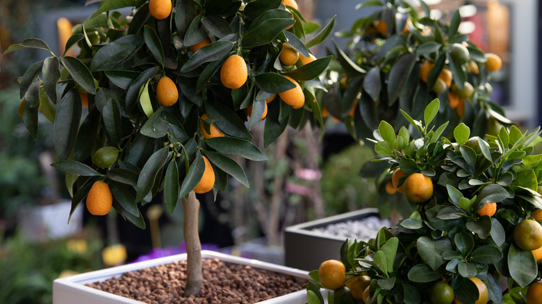 Dwarf fruit trees that are perfect for a smaller yard